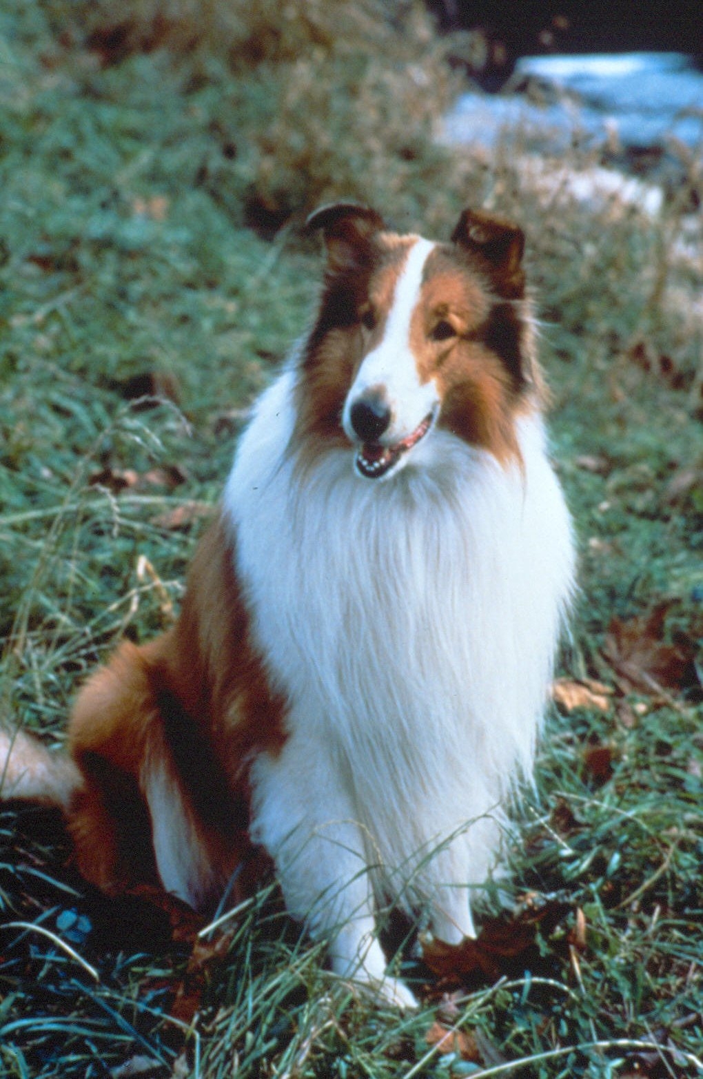 Lassie