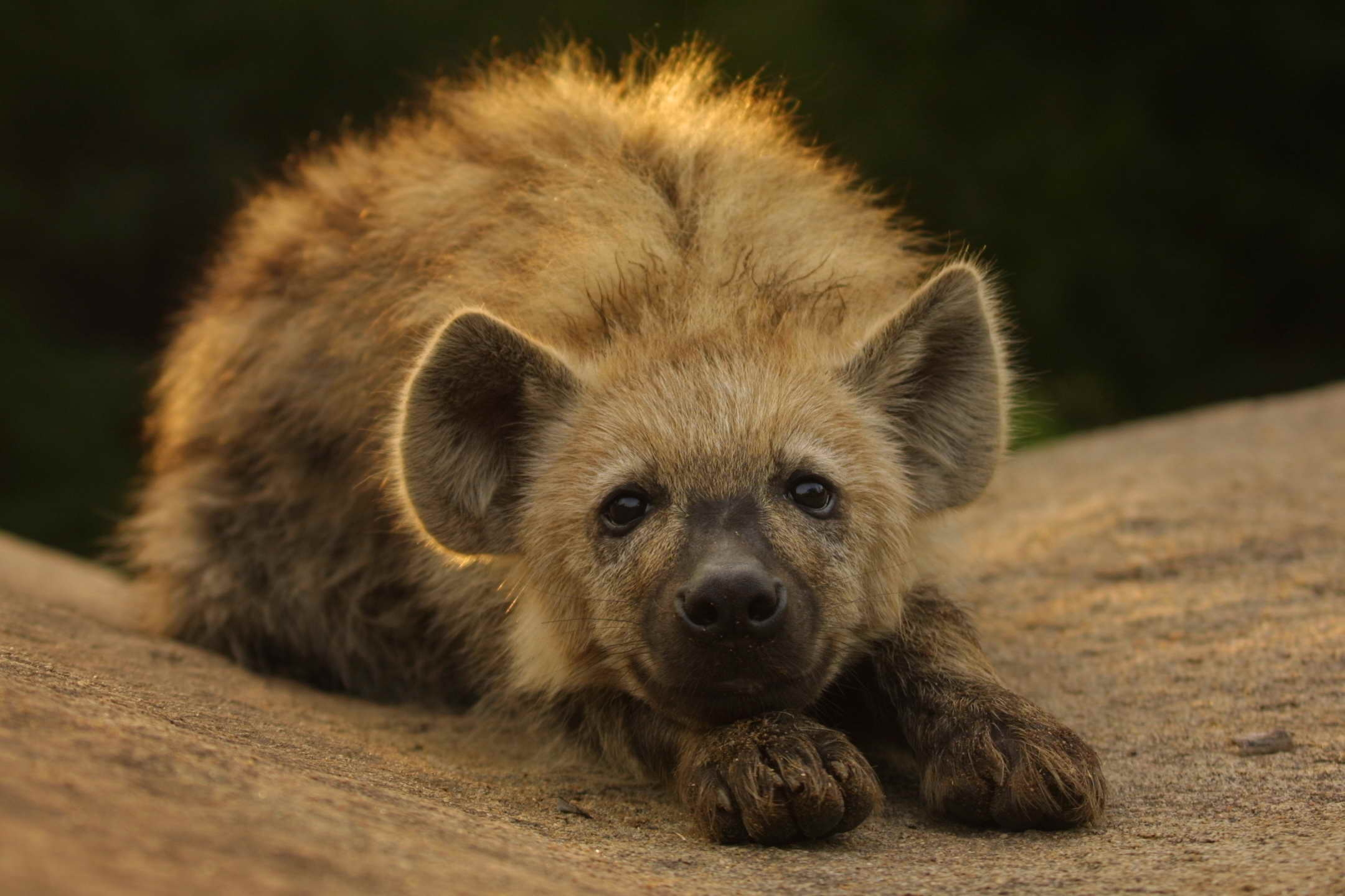 A hiénák királynője