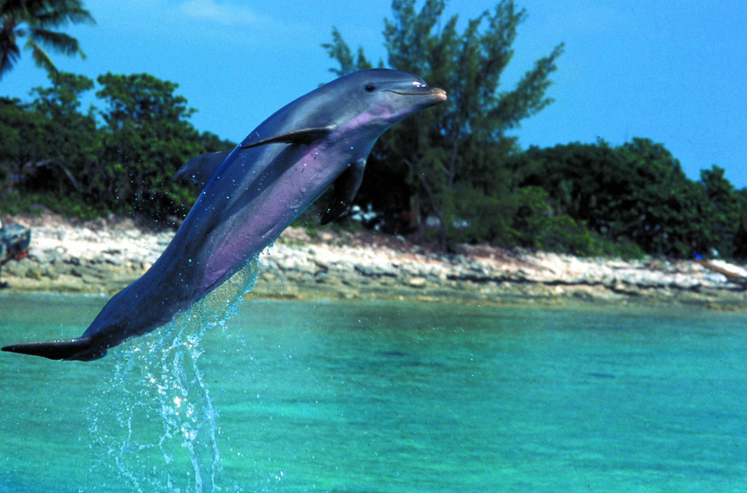 Flipper
