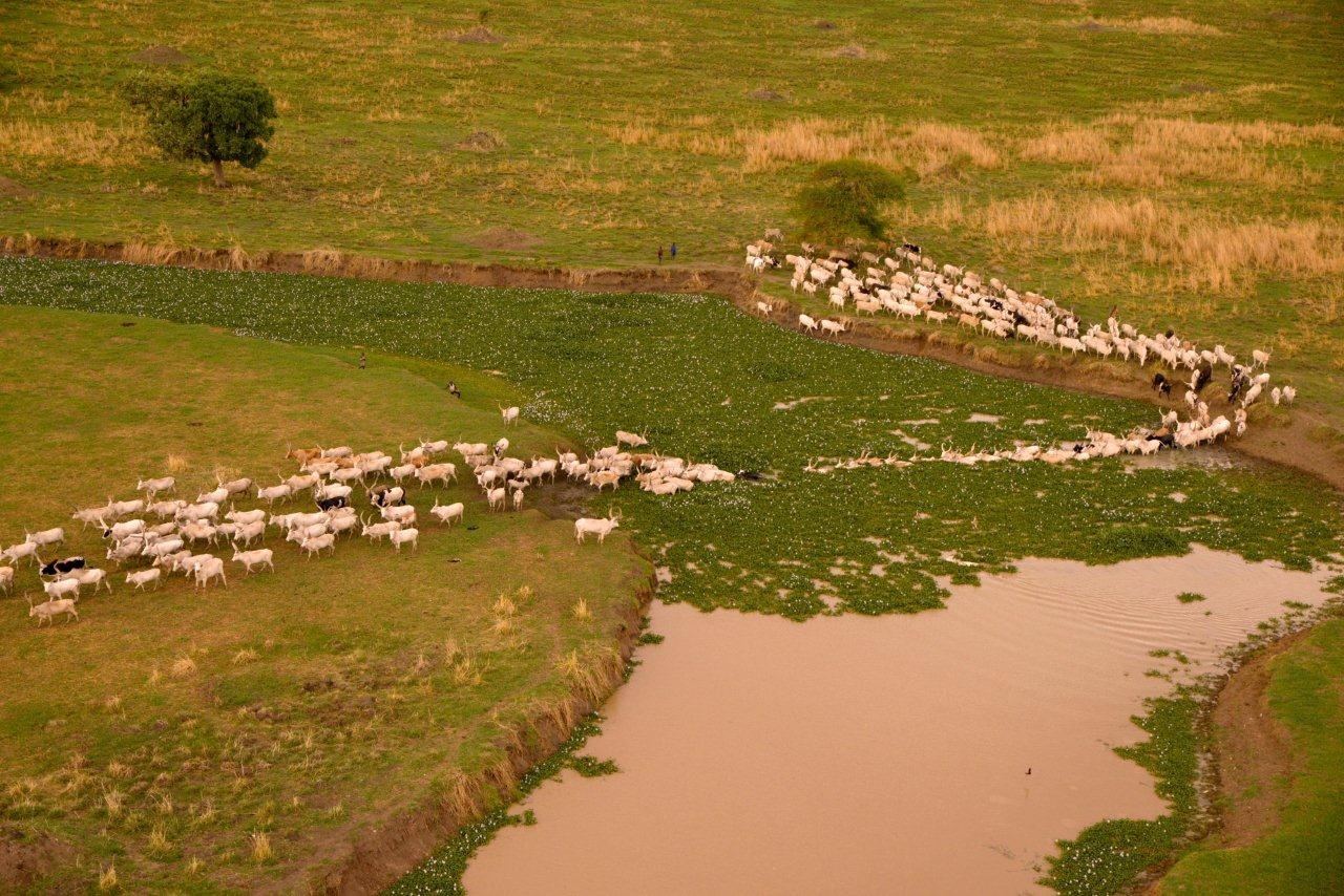 Vad Nílus / Folyó születik