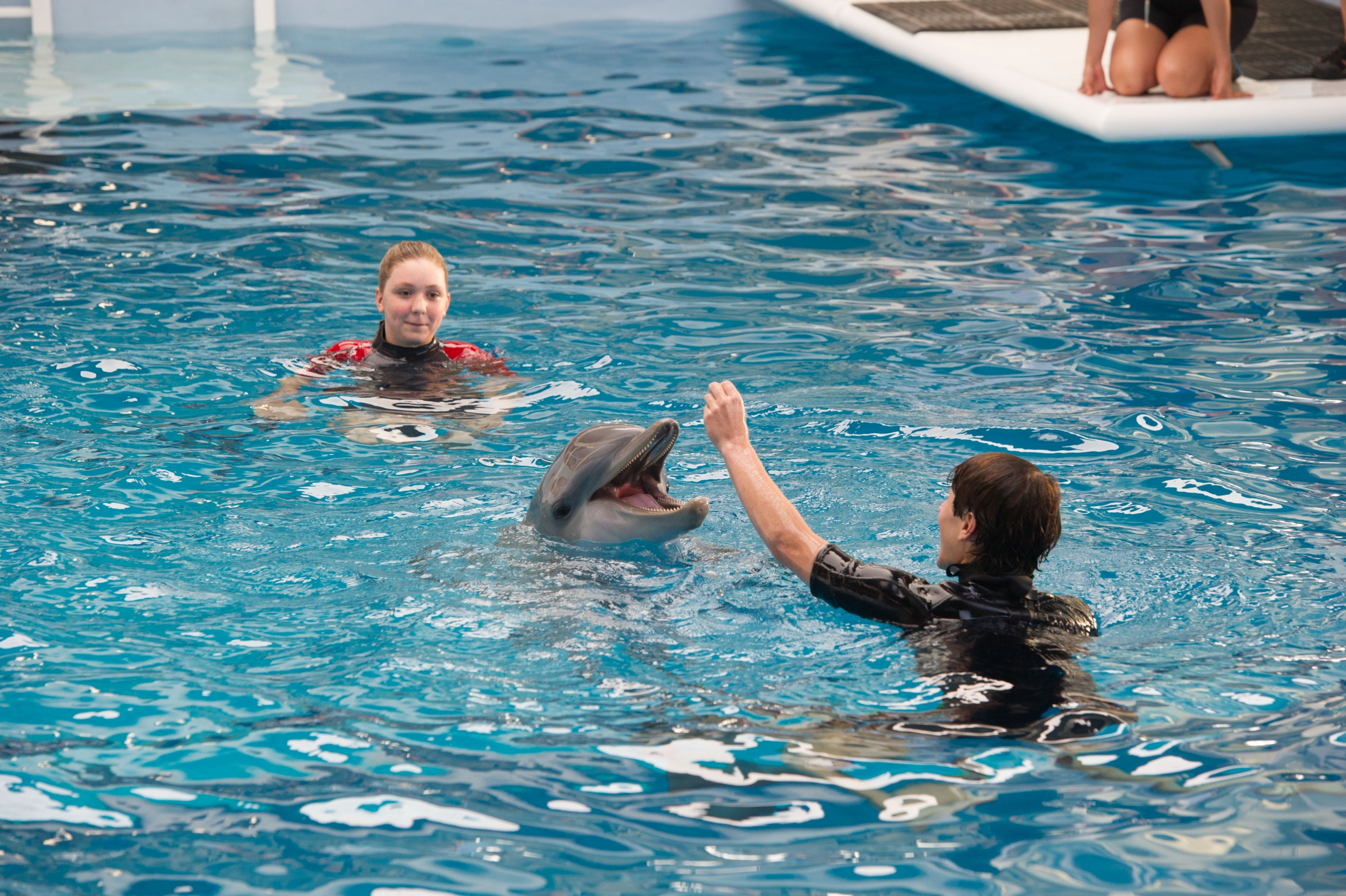 Delfines kaland 2.