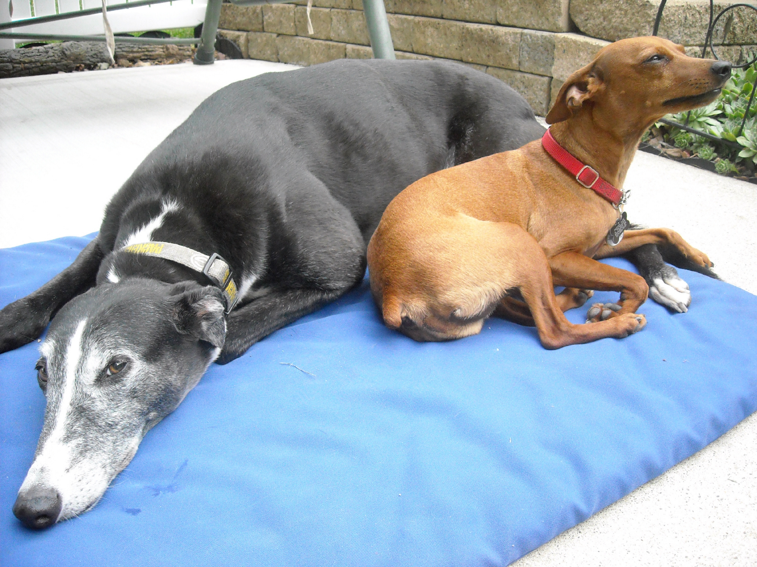 101 Nagykutya / Shetlandi juhászkutya, Amerikai eszkimó kutya ...