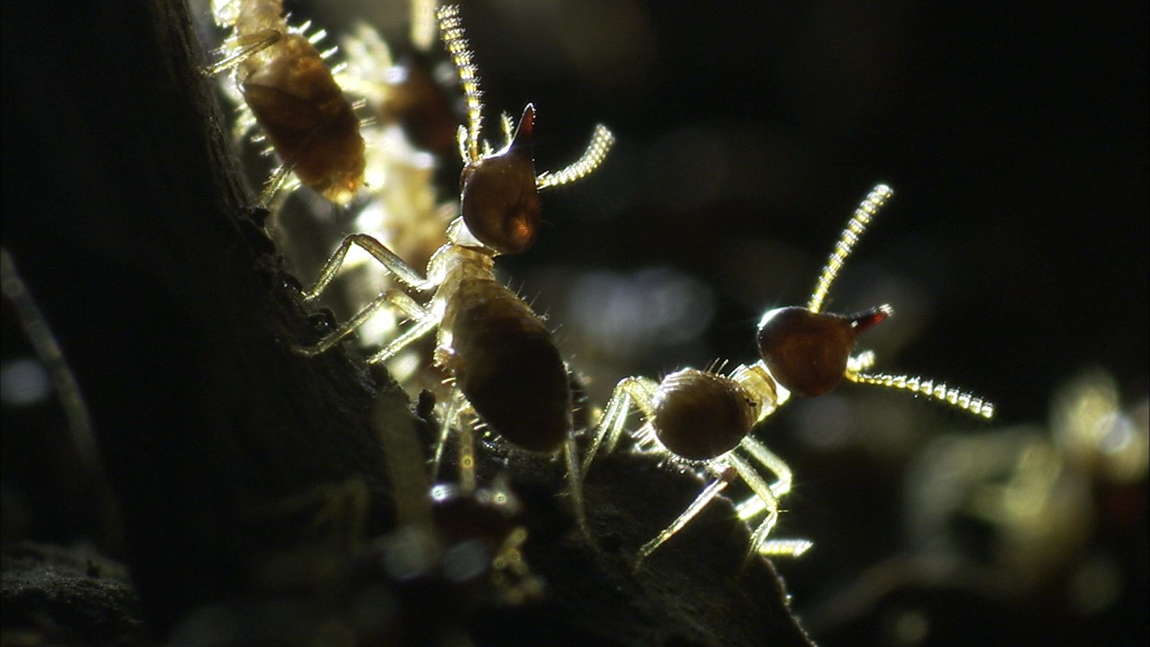 Vadállatok, vad életek