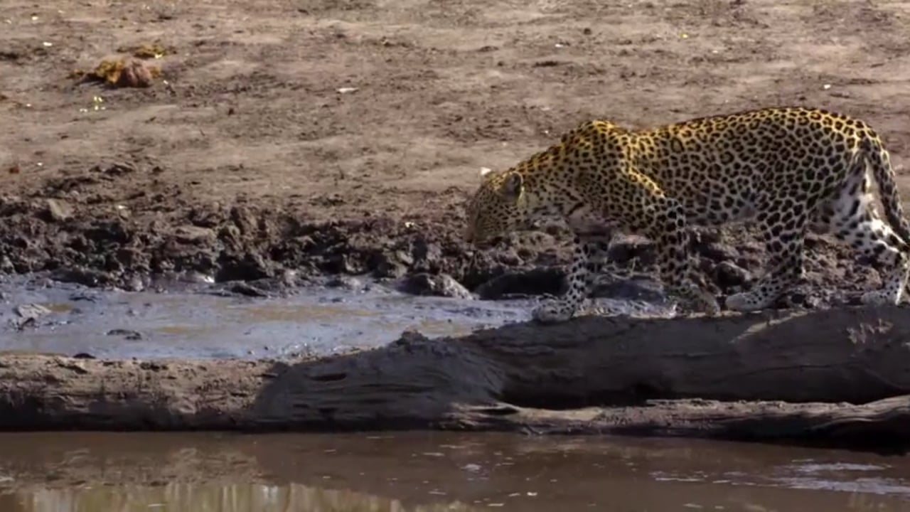 Halászó leopárdok