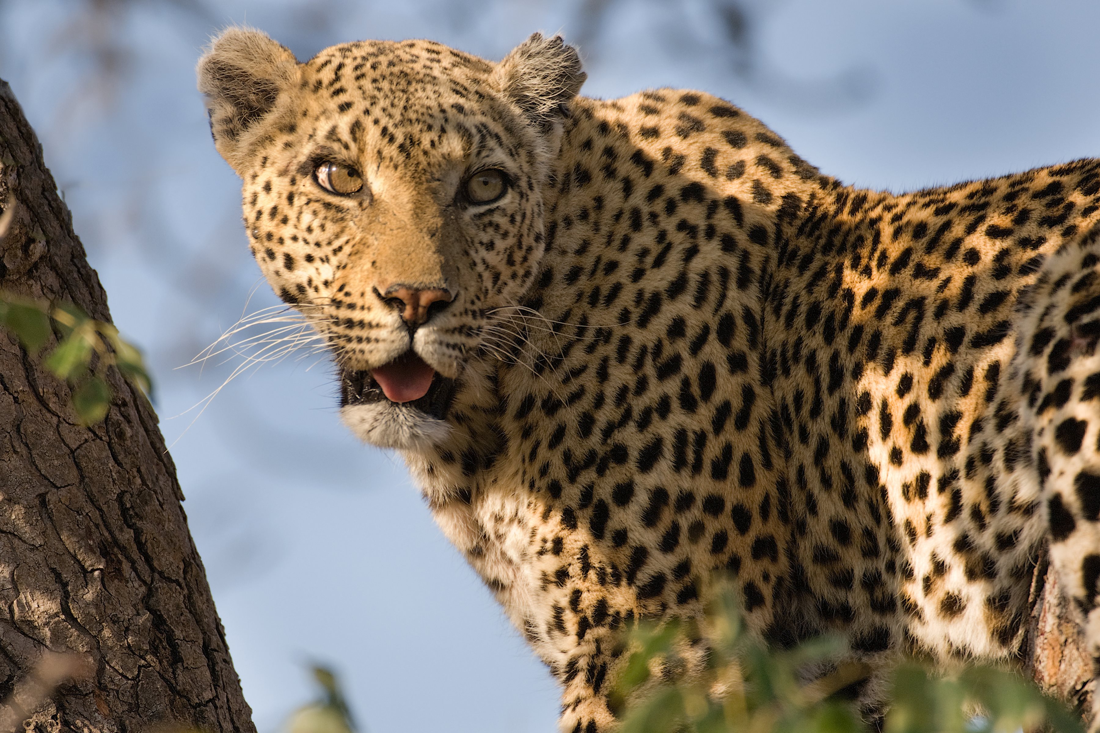 A vadászat királyai