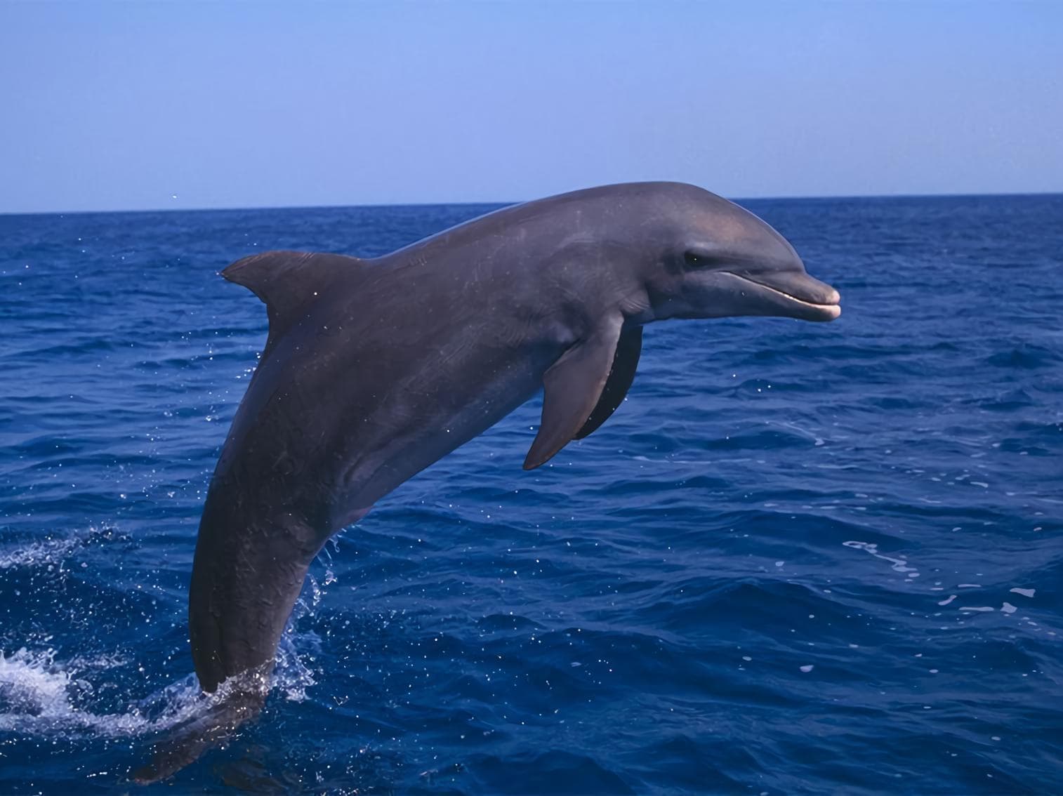 Delfinek királysága