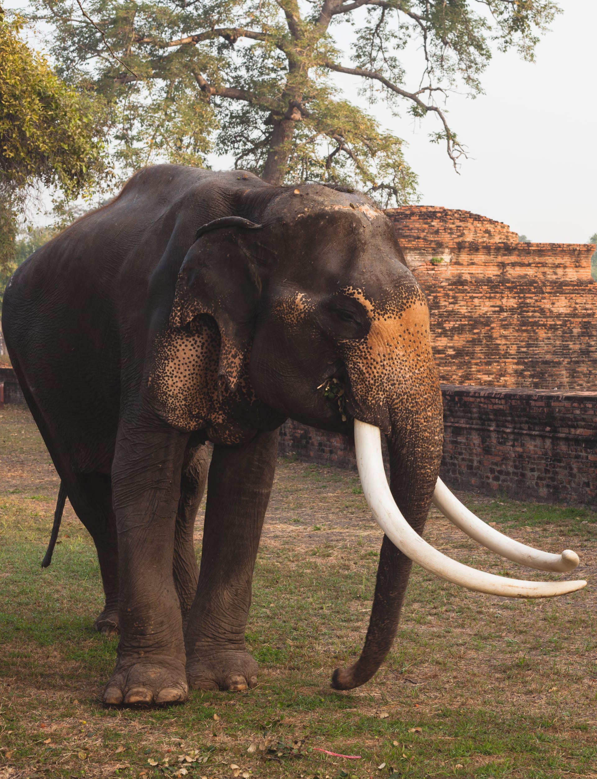 Indokína vadvilága / Vietnam