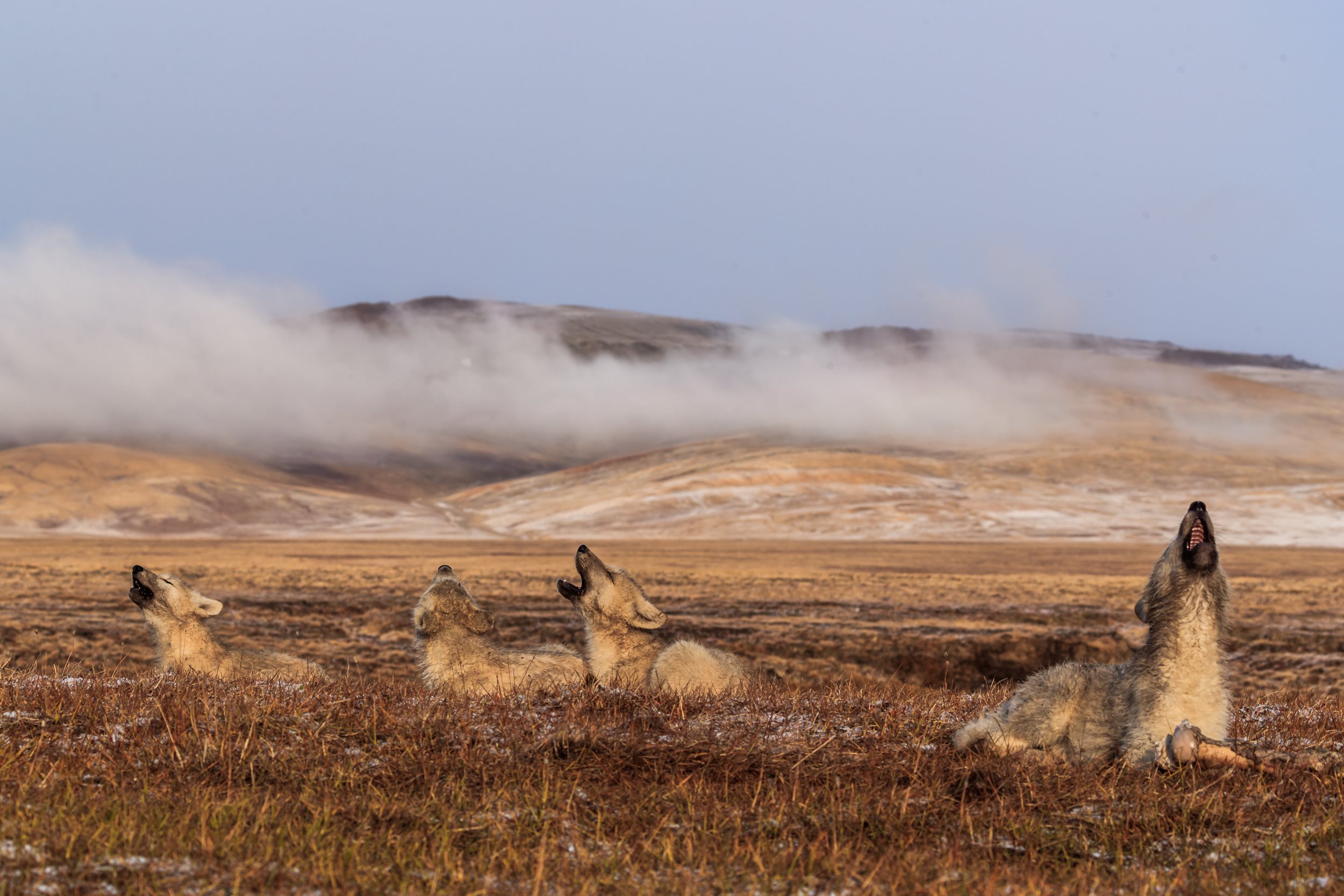 A fehér farkas birodalma / Az utolsó vadászat