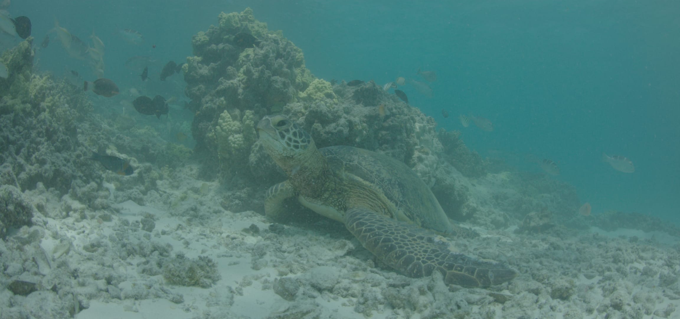 Hawaii cápái