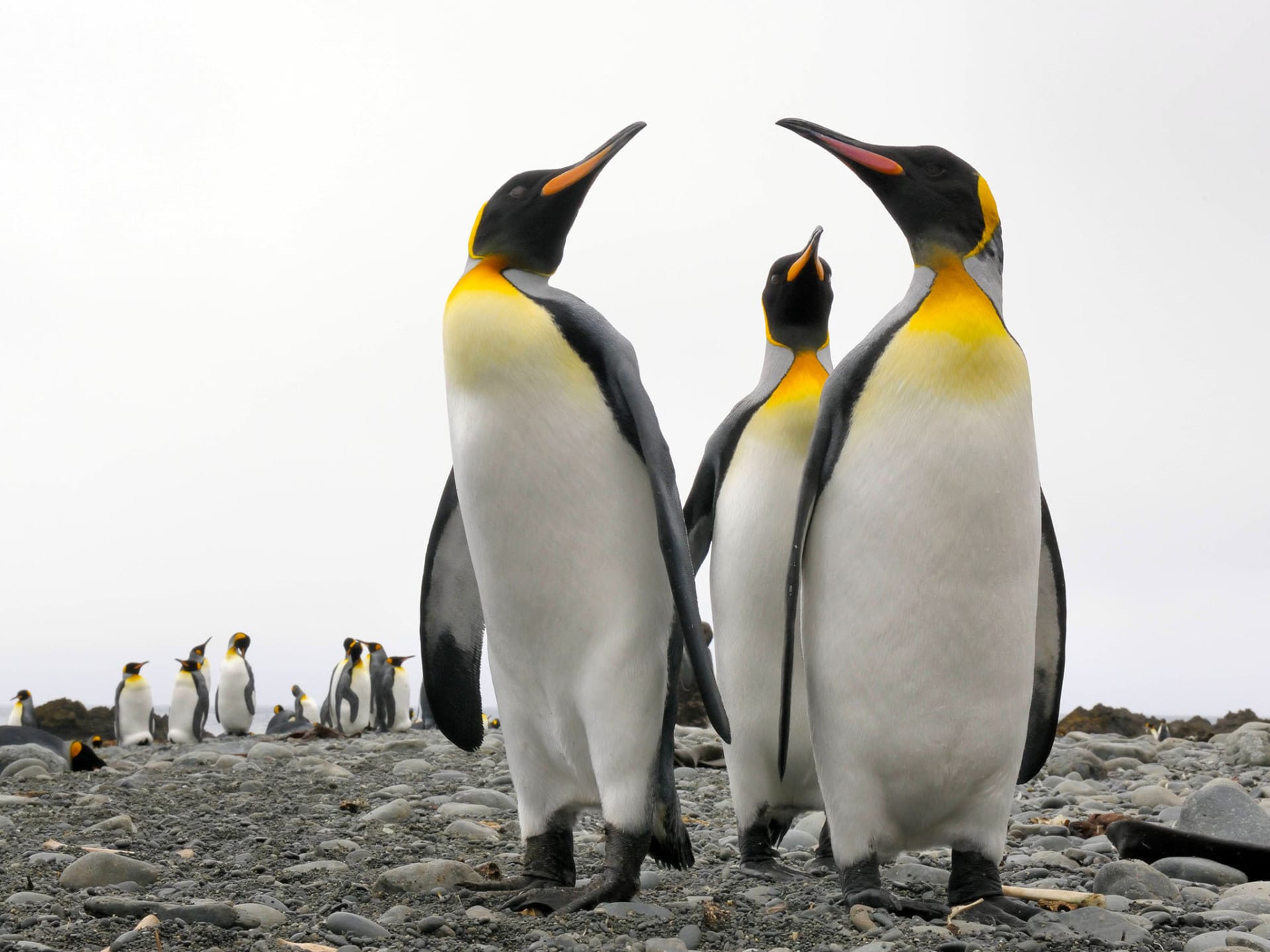 Az állatkert titkai: Pingvinek