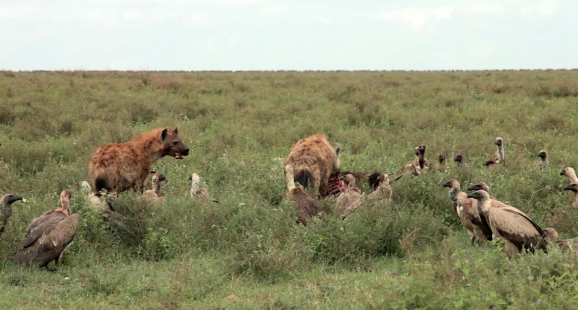 Nagymacska-háborúk - oroszlánok a gepárdok ellen