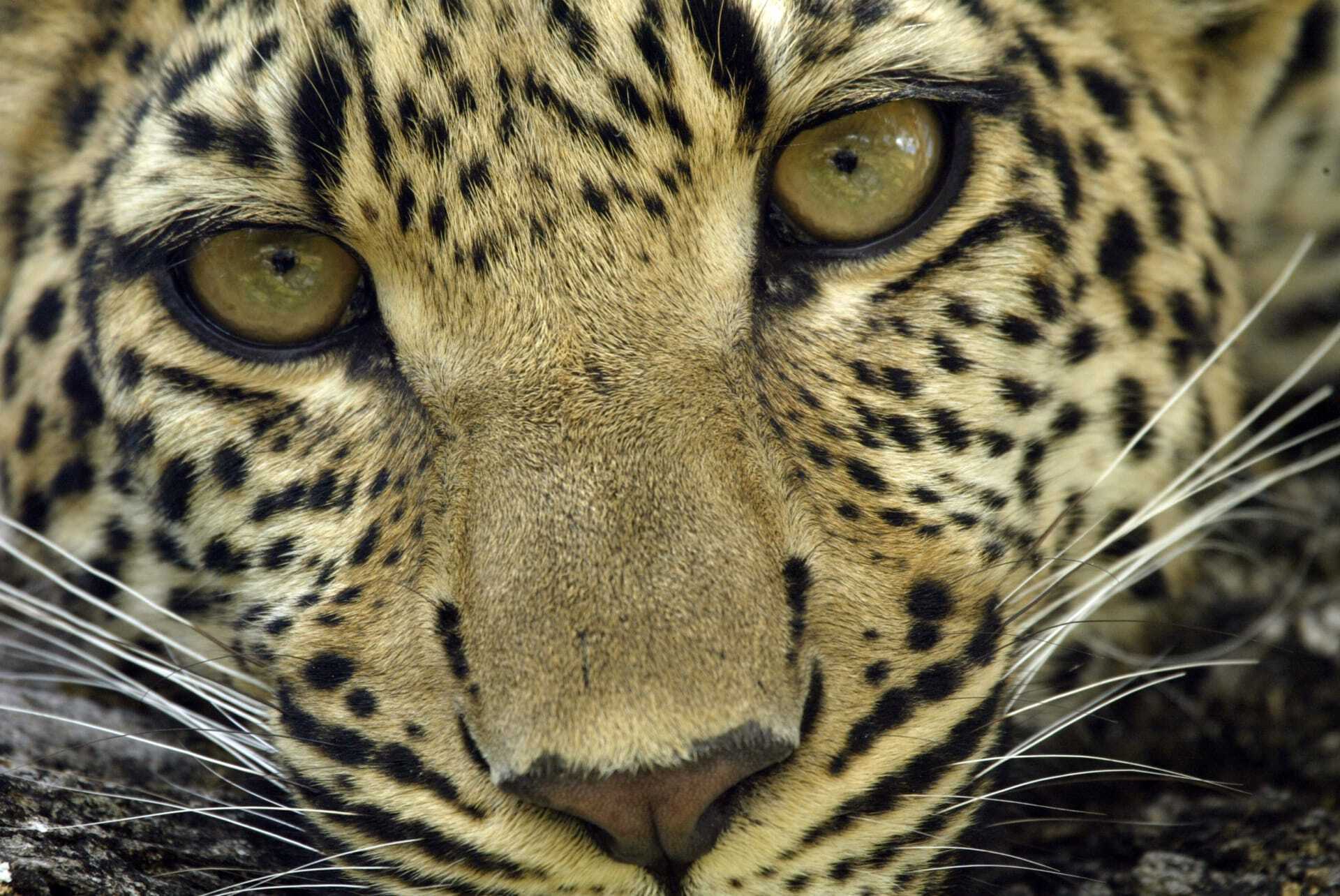 A leopárd szeme