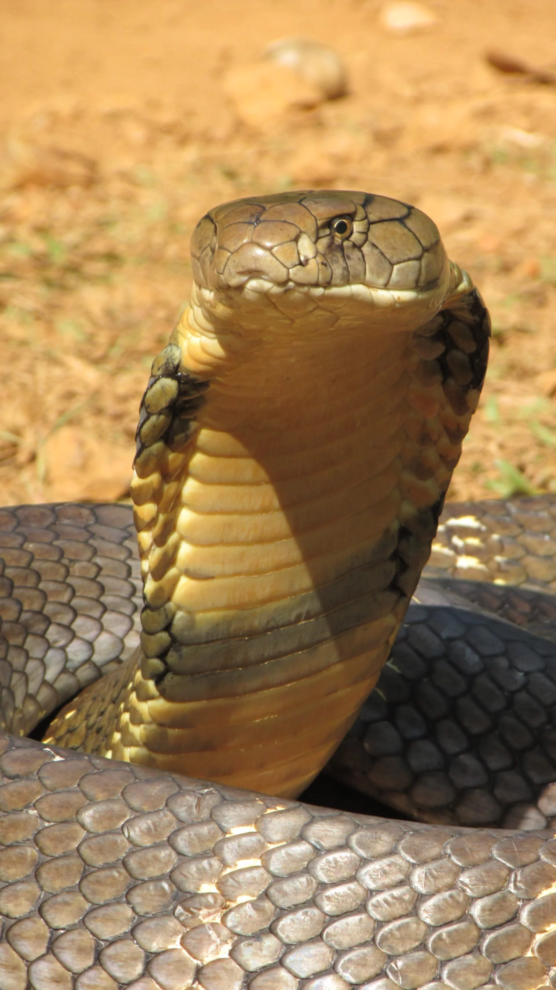 Kutatás a királykobra után