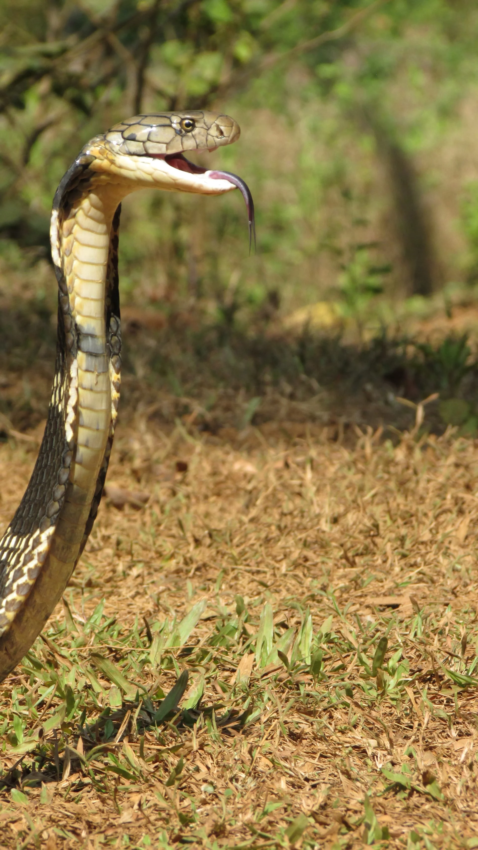 Kutatás a királykobra után