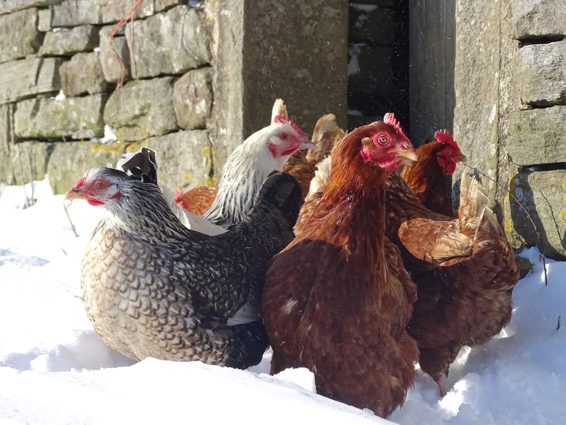 Nagy család, nagy farm