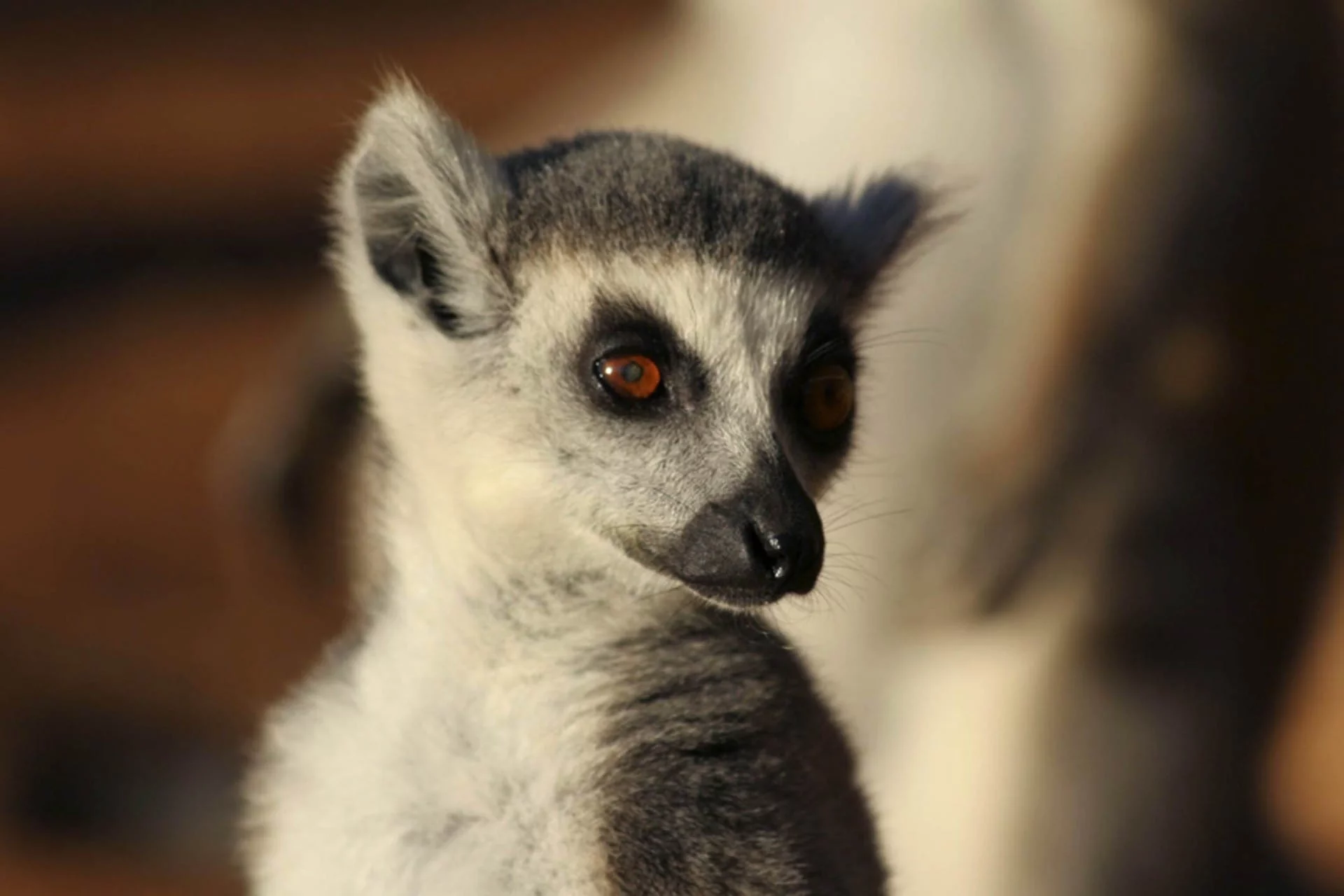 A gyűrűsfarkú makik szigete