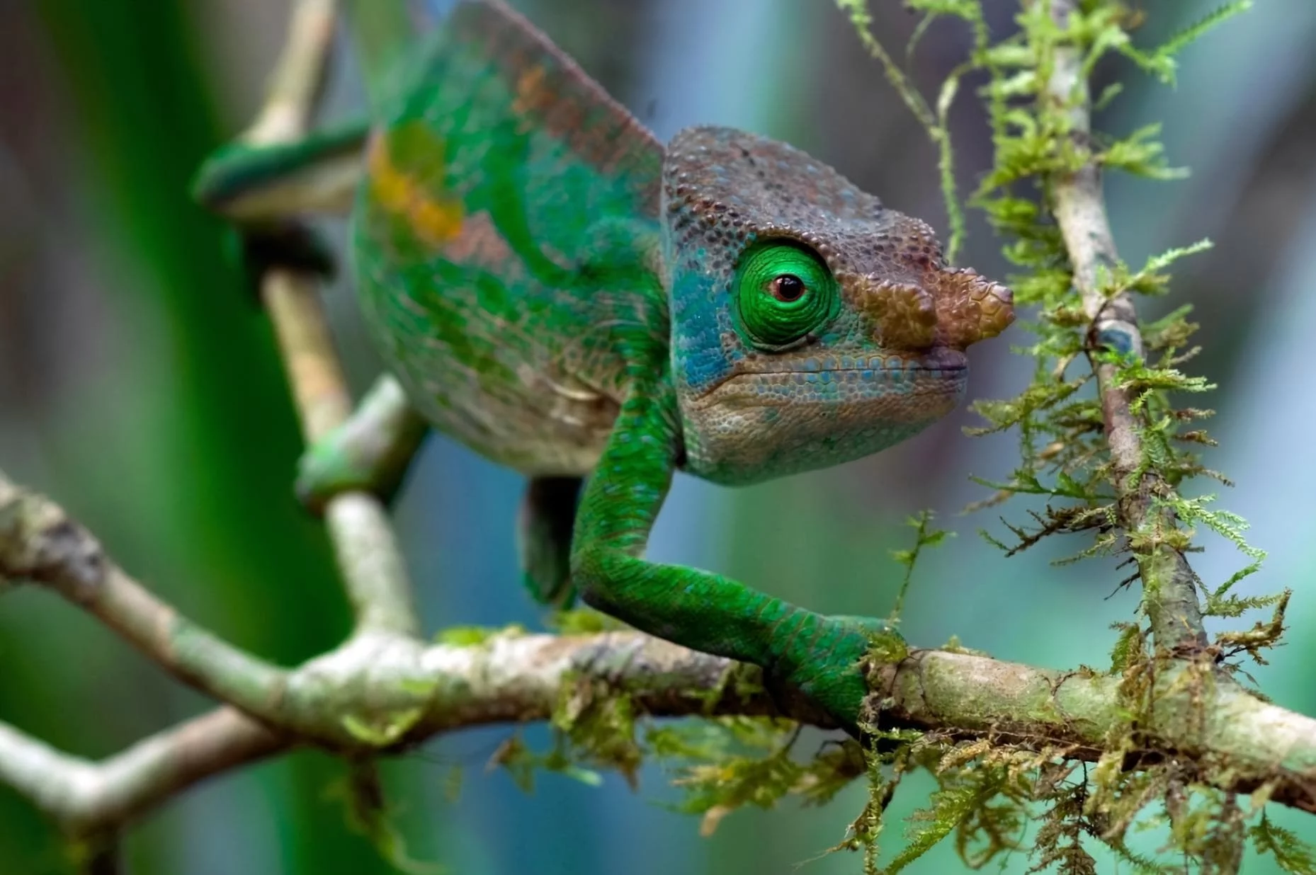 A gyűrűsfarkú makik szigete