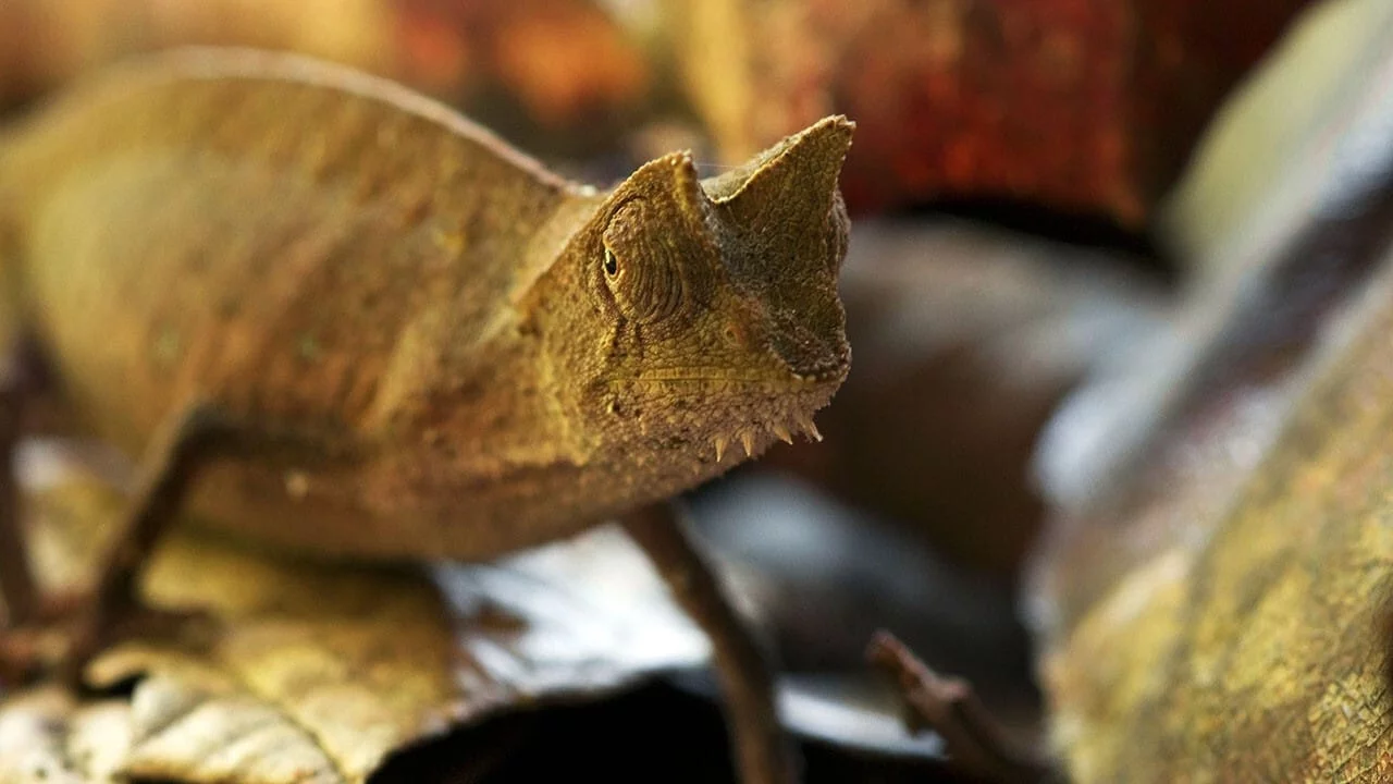 A gyűrűsfarkú makik szigete