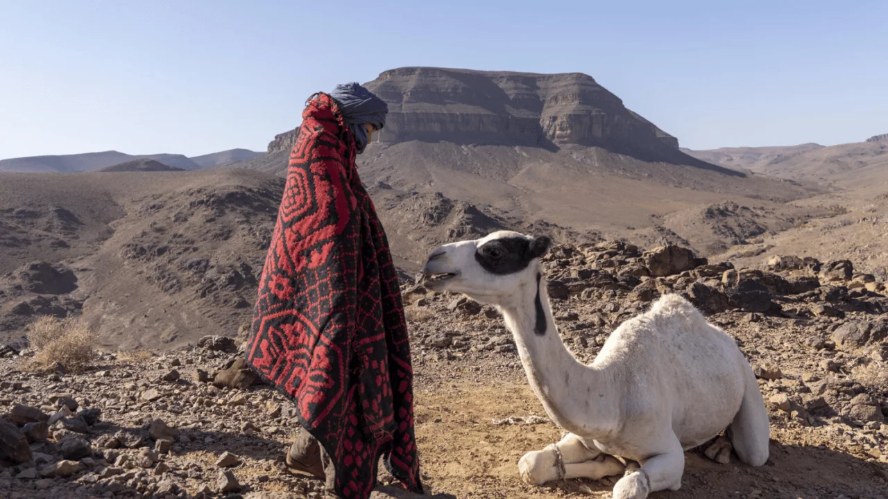 Tehu – Egy kis teve nagy kalandja