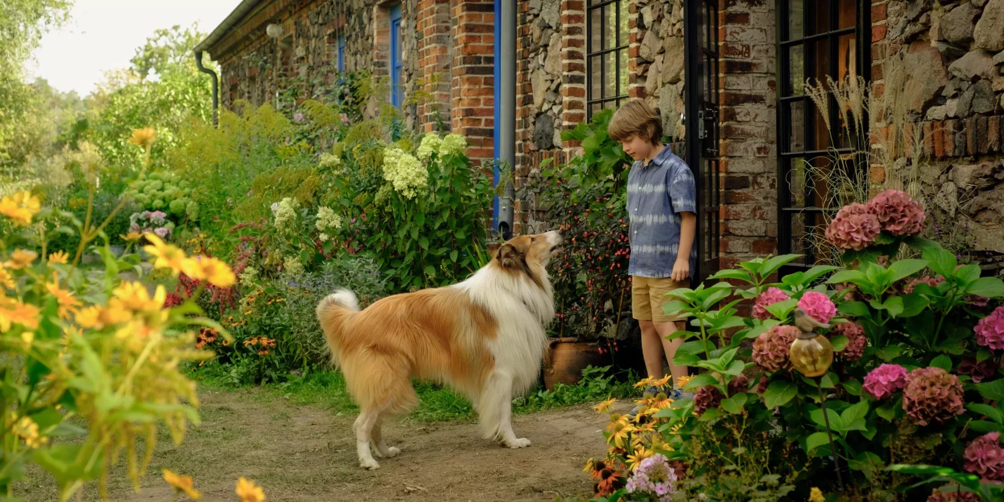 Lassie Állati Mentőakció
