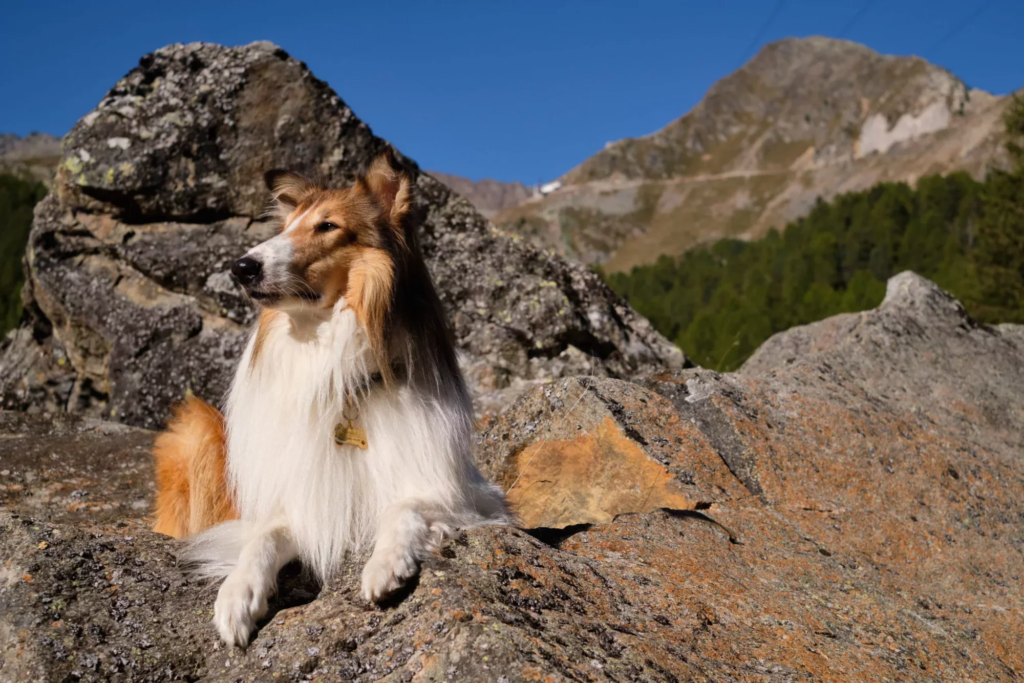 Lassie - Állati mentőakció