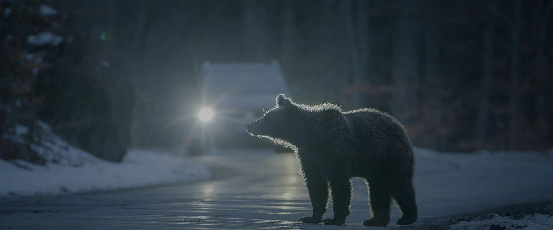 Erdélyi medvék a kertben