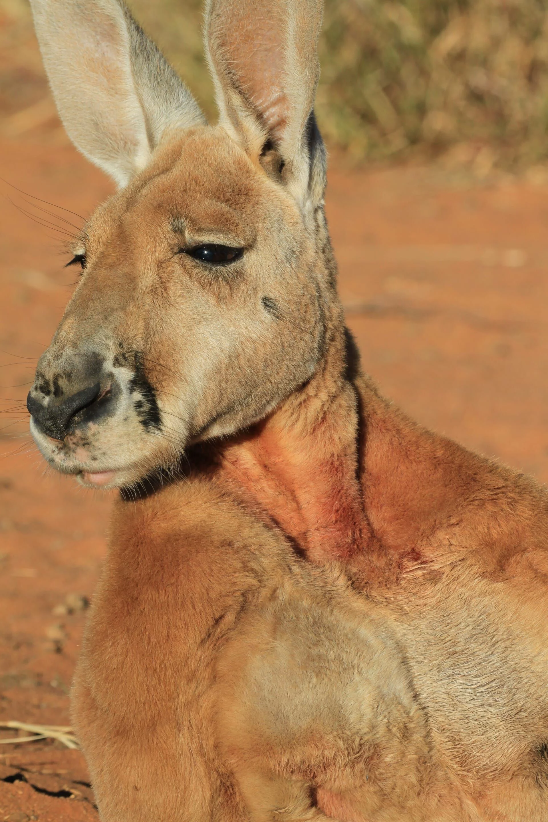 Vad Ausztrália - Kenguruk királysága