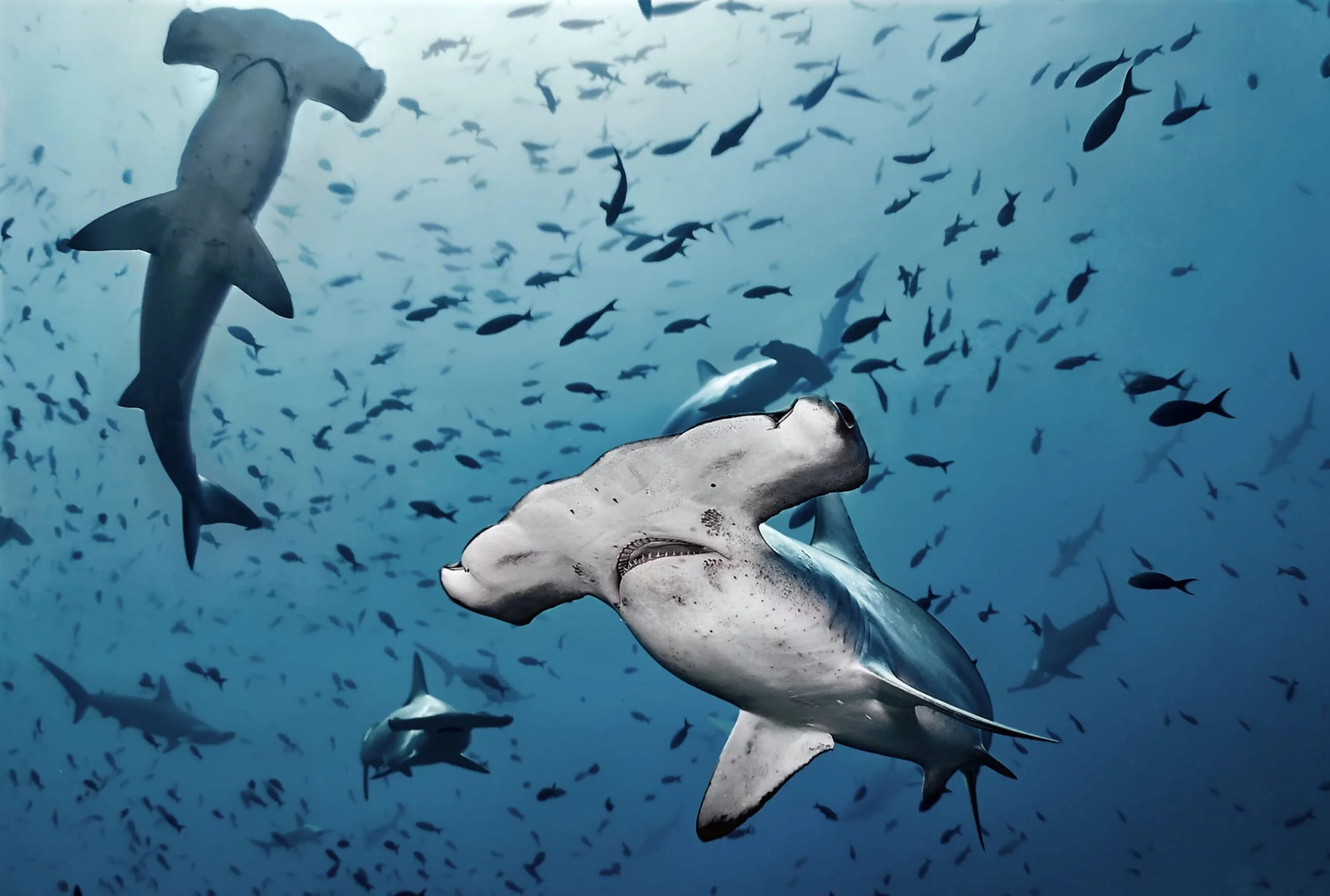 Shark with Steve Backshall