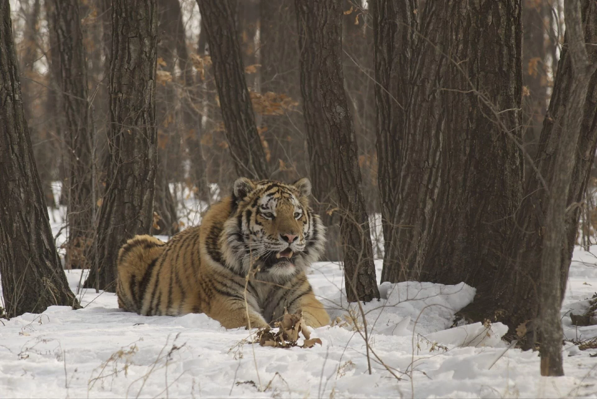 Amba, az orosz tigris