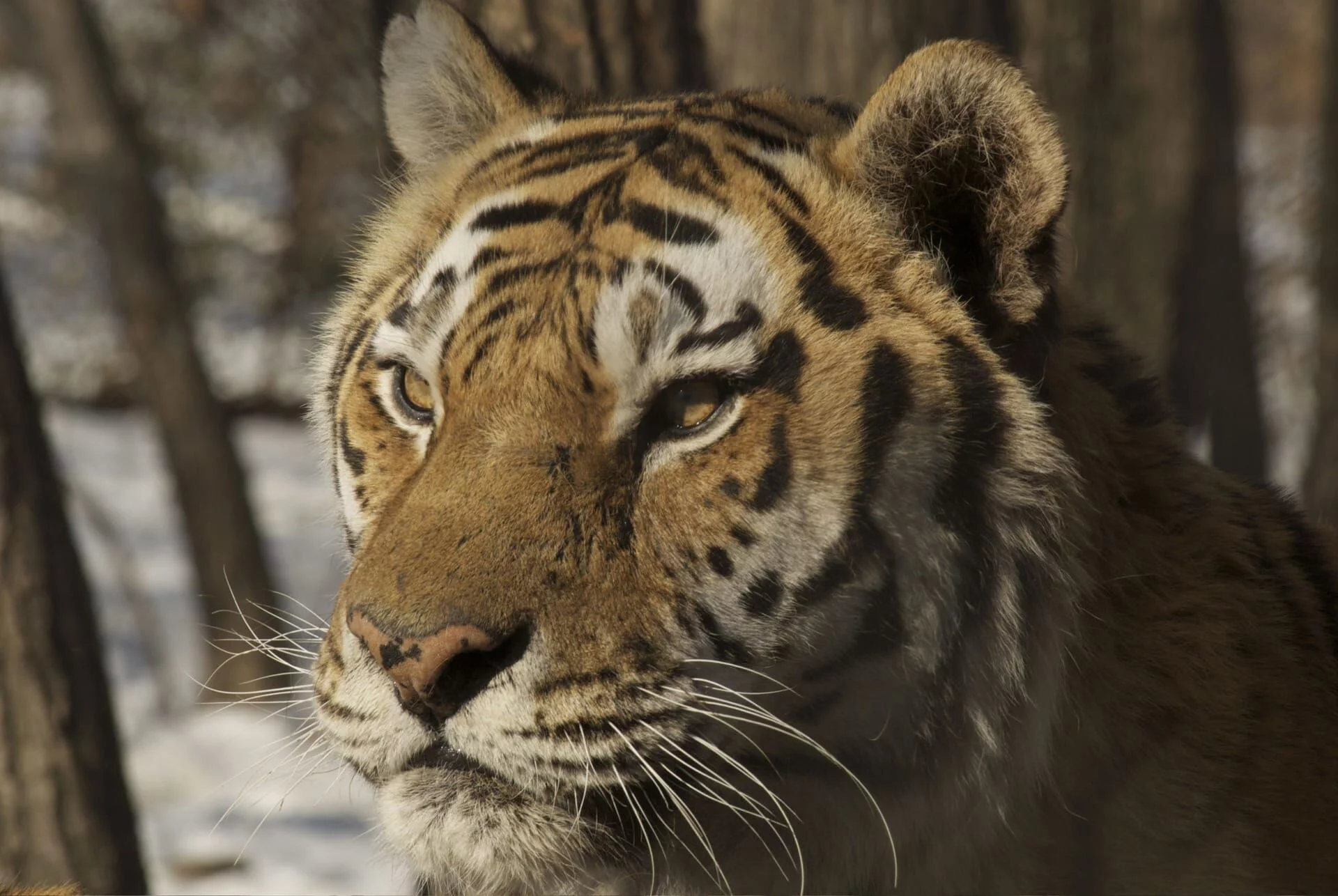 Amba, az orosz tigris