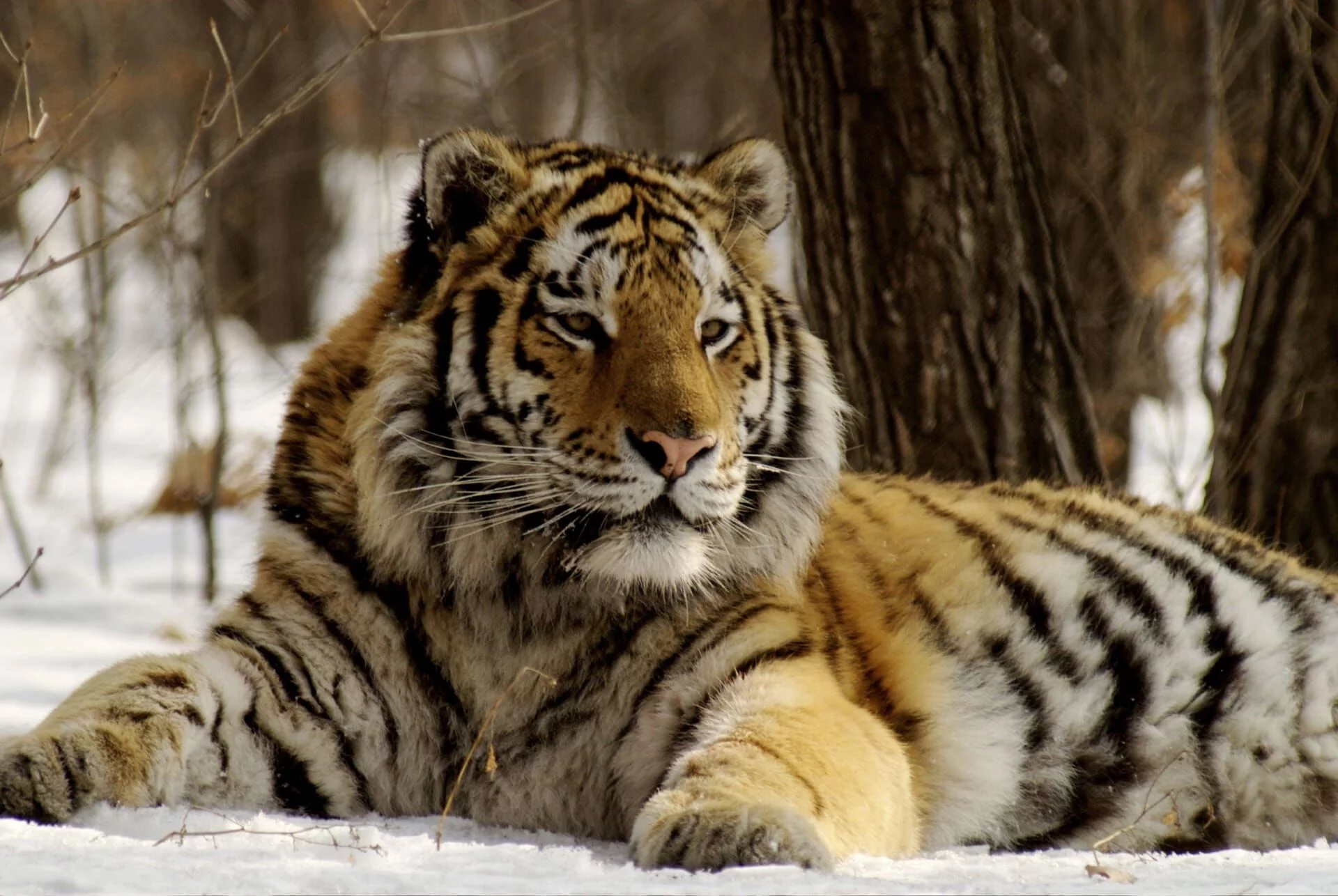 Amba, az orosz tigris