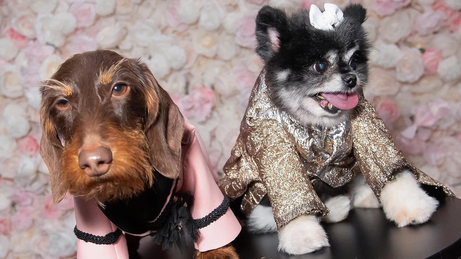 Négylábú divatikonok: ilyen volt a Pet-gála, nézegess képeket ...