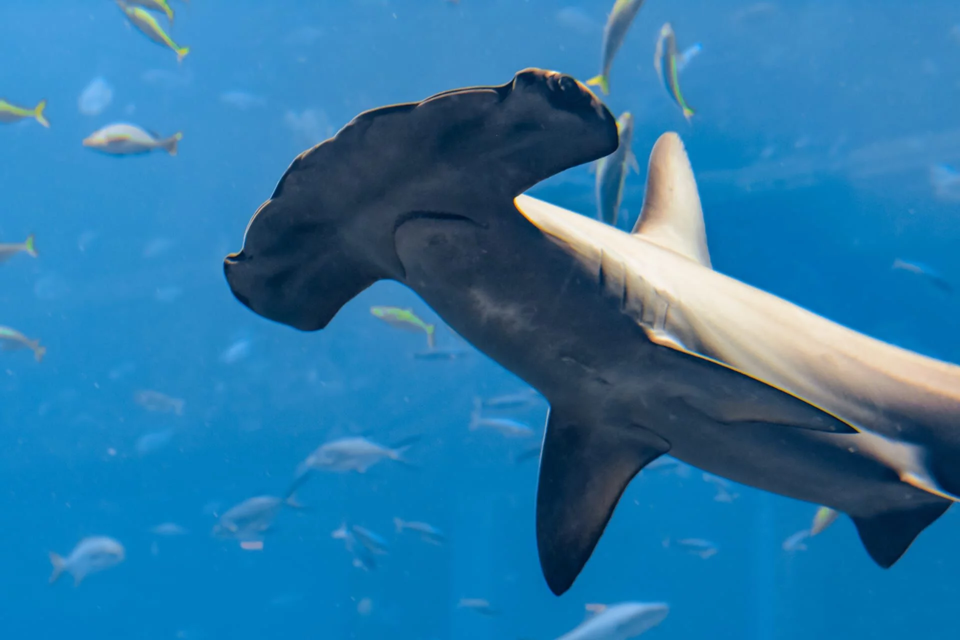 Shark Dive TV