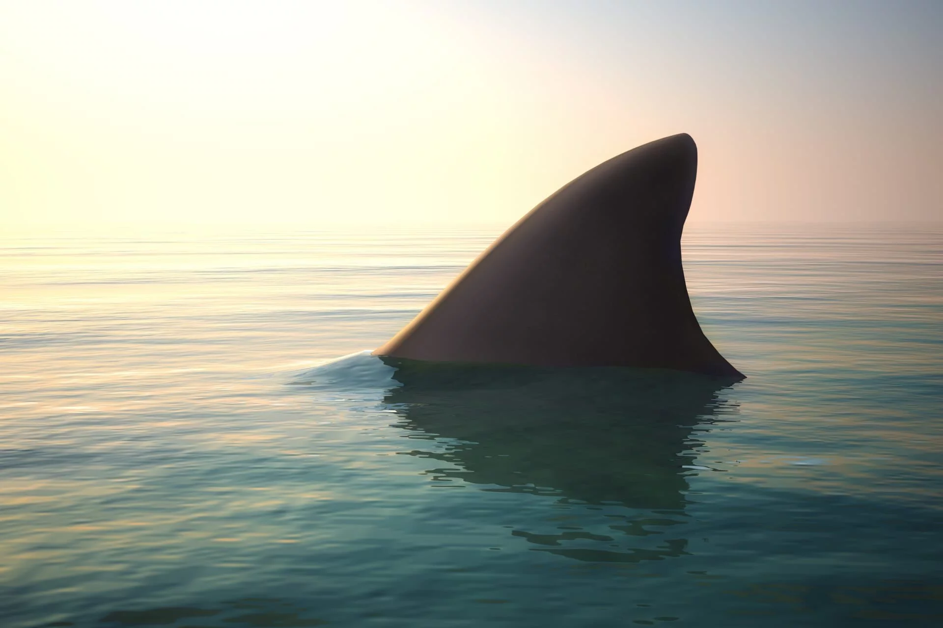Shark Dive TV
