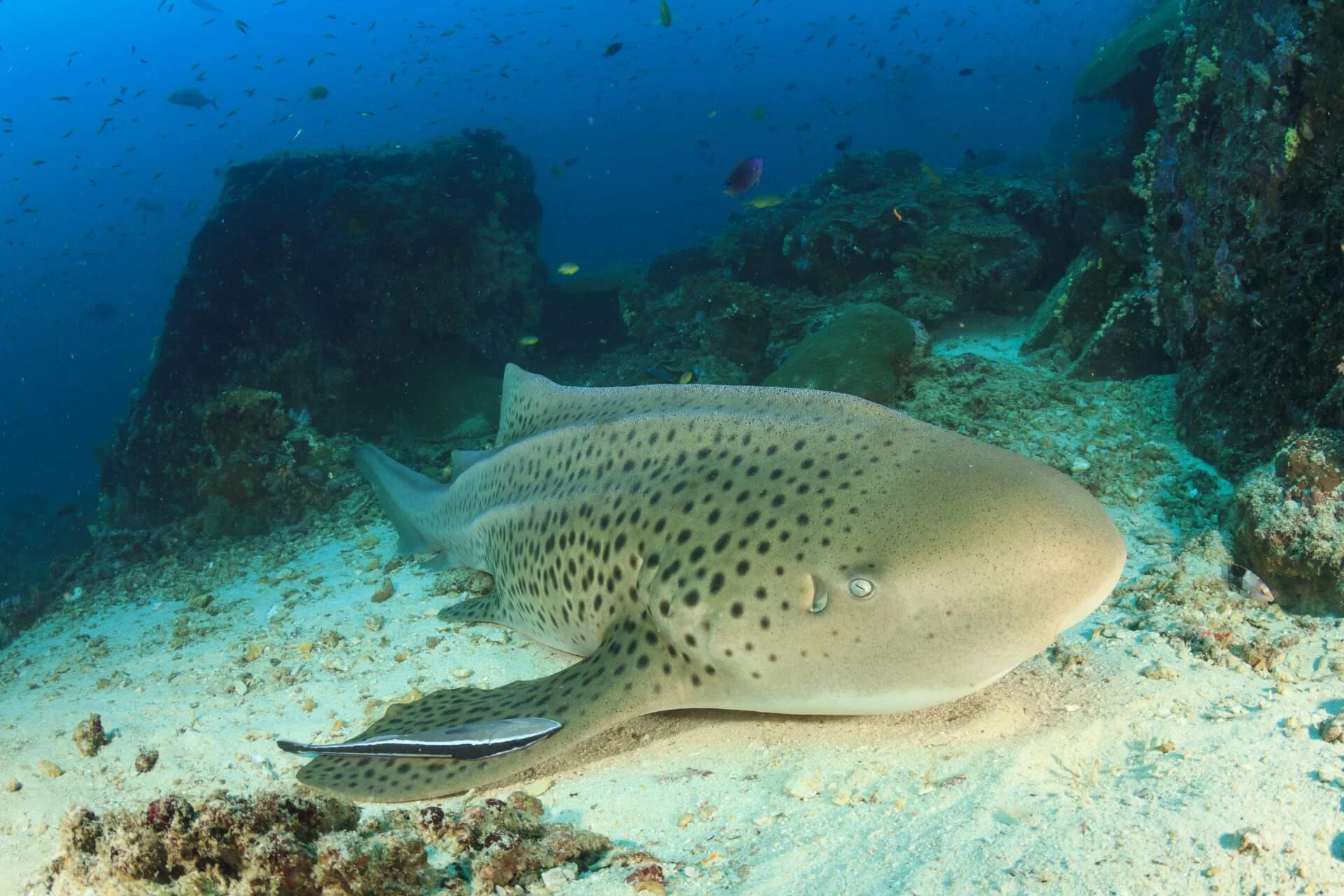 Shark Dive TV