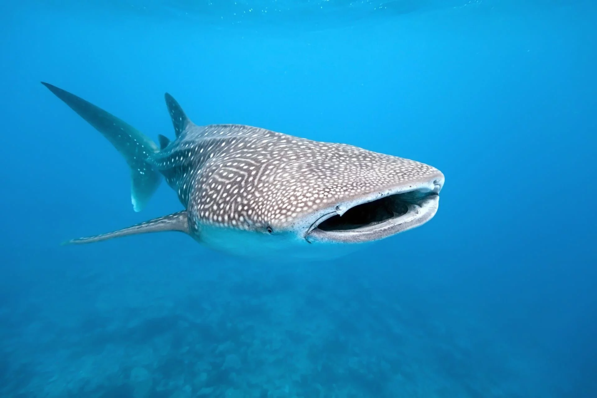 Shark Dive TV