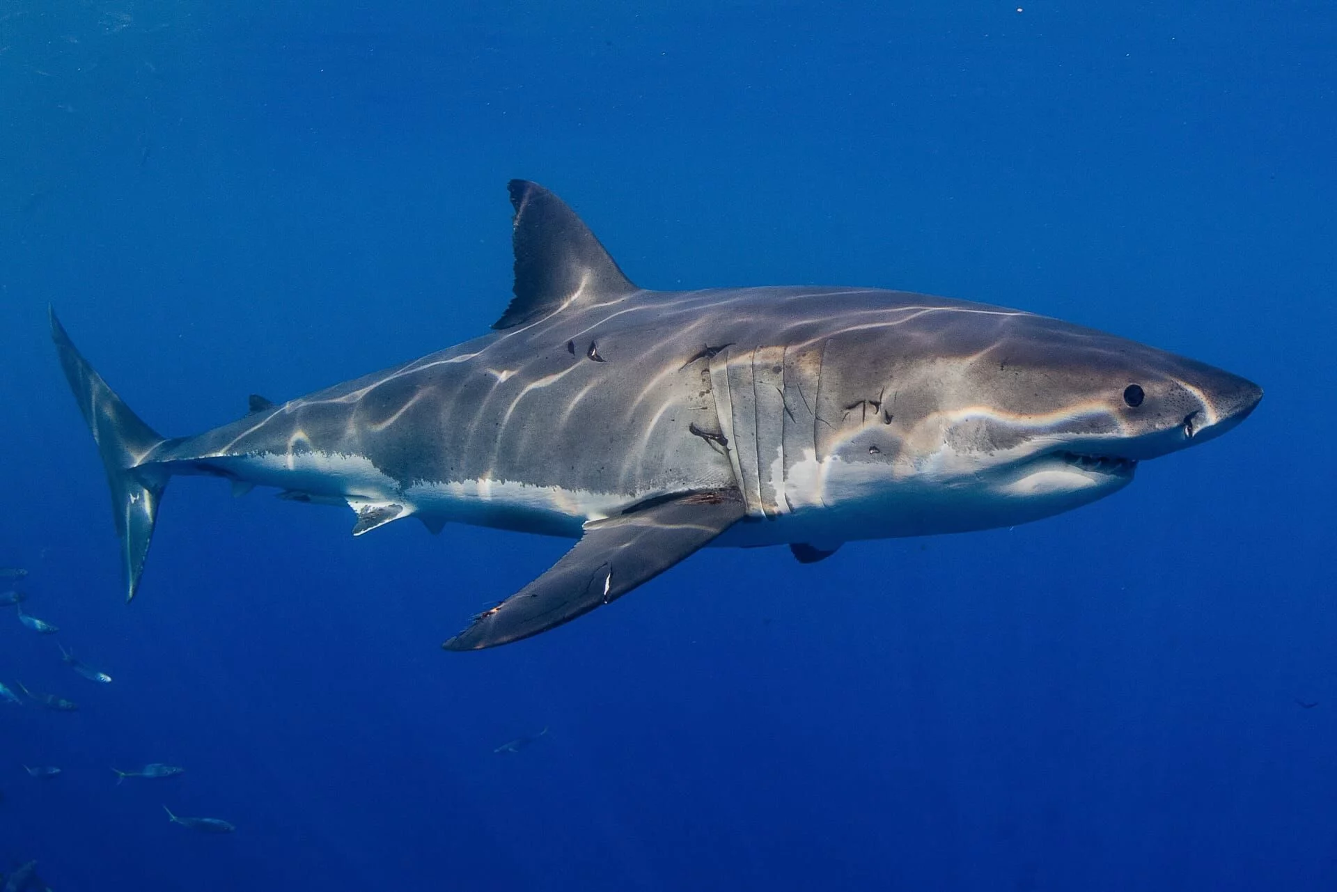 Shark Dive TV